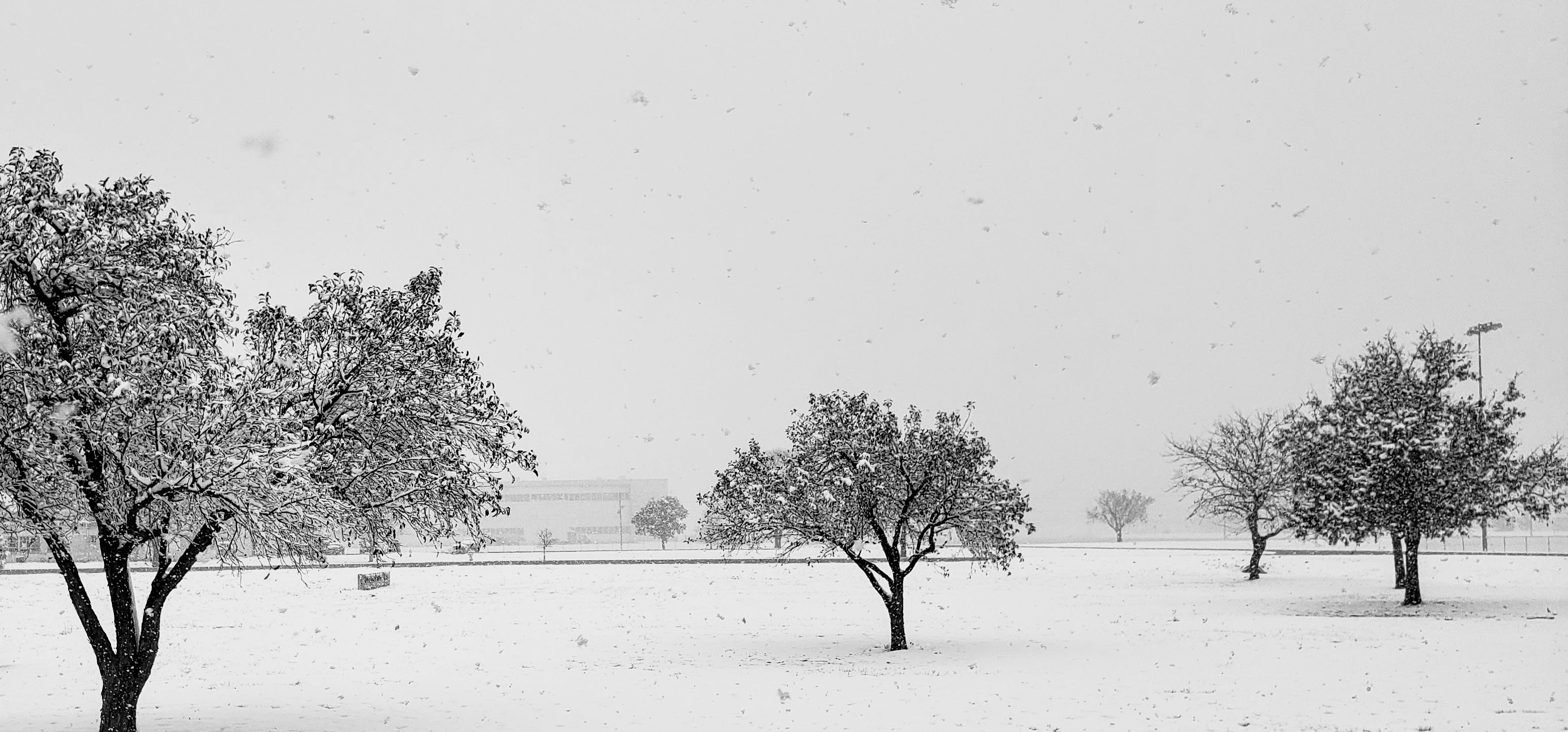 When is cold too cold for plants? – Central Kansas Lawn & Garden Blog