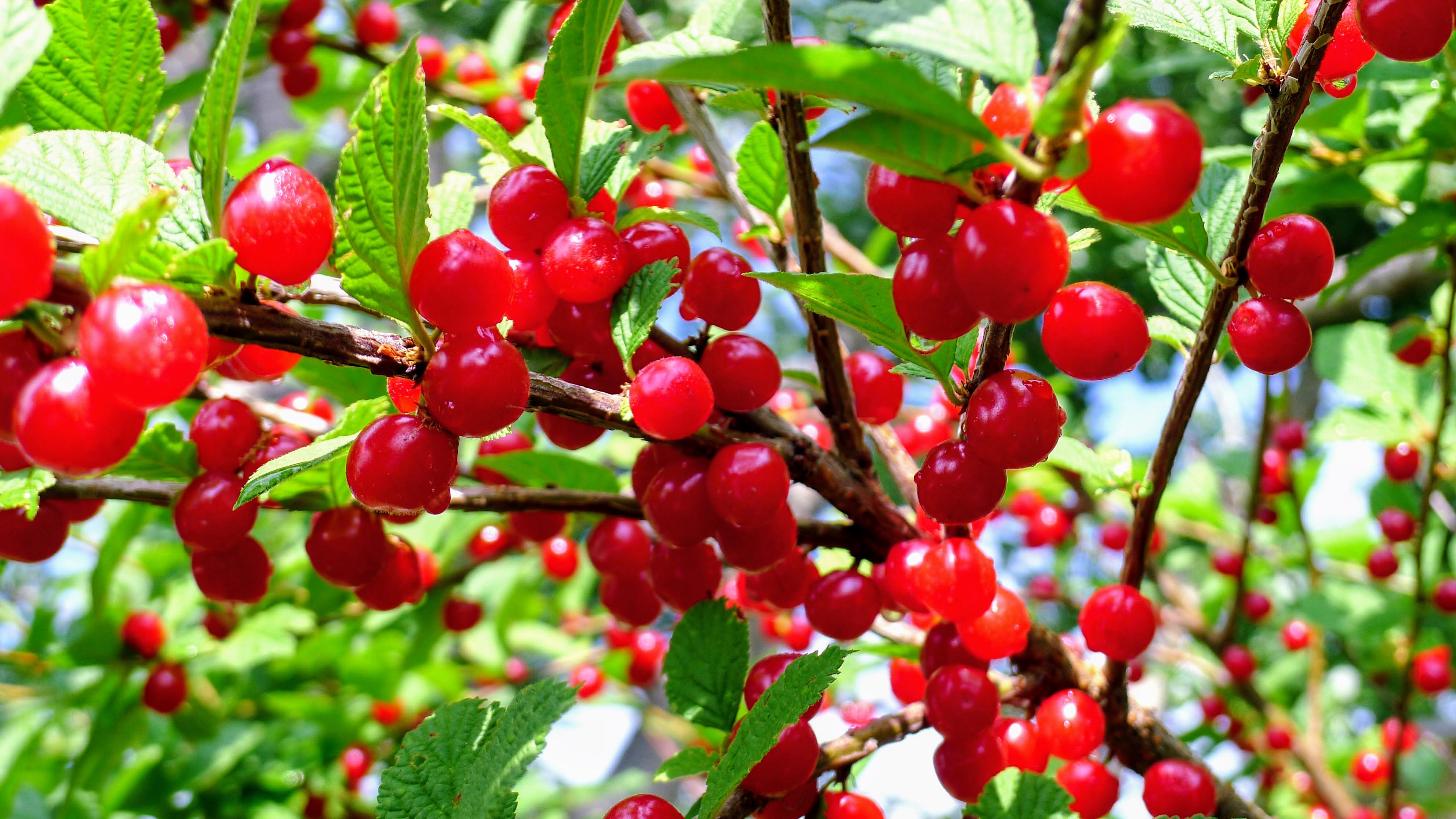 A new way to grow cherries – Central Kansas Lawn & Garden Blog