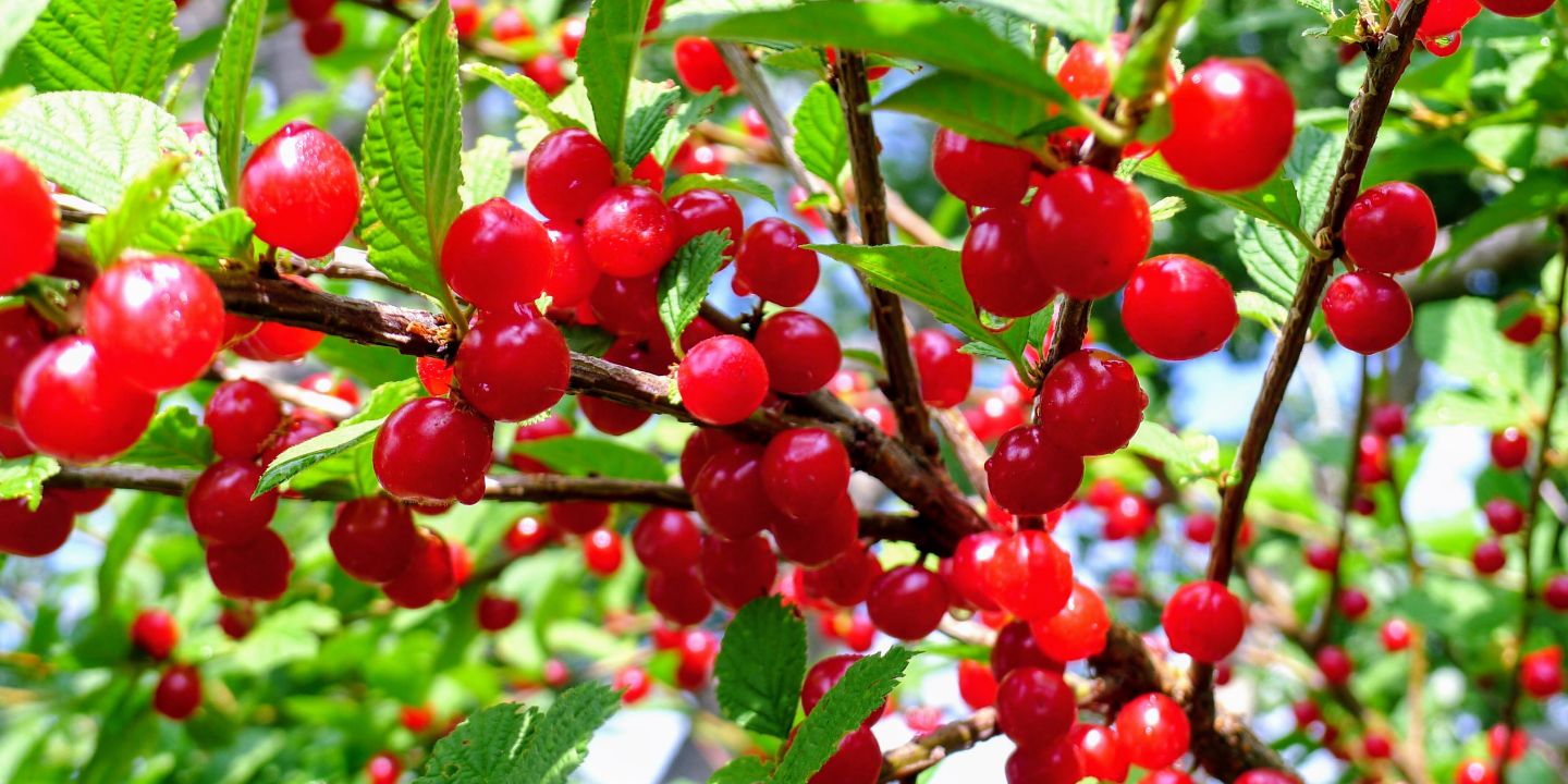A new way to grow cherries – Central Kansas Lawn & Garden Blog