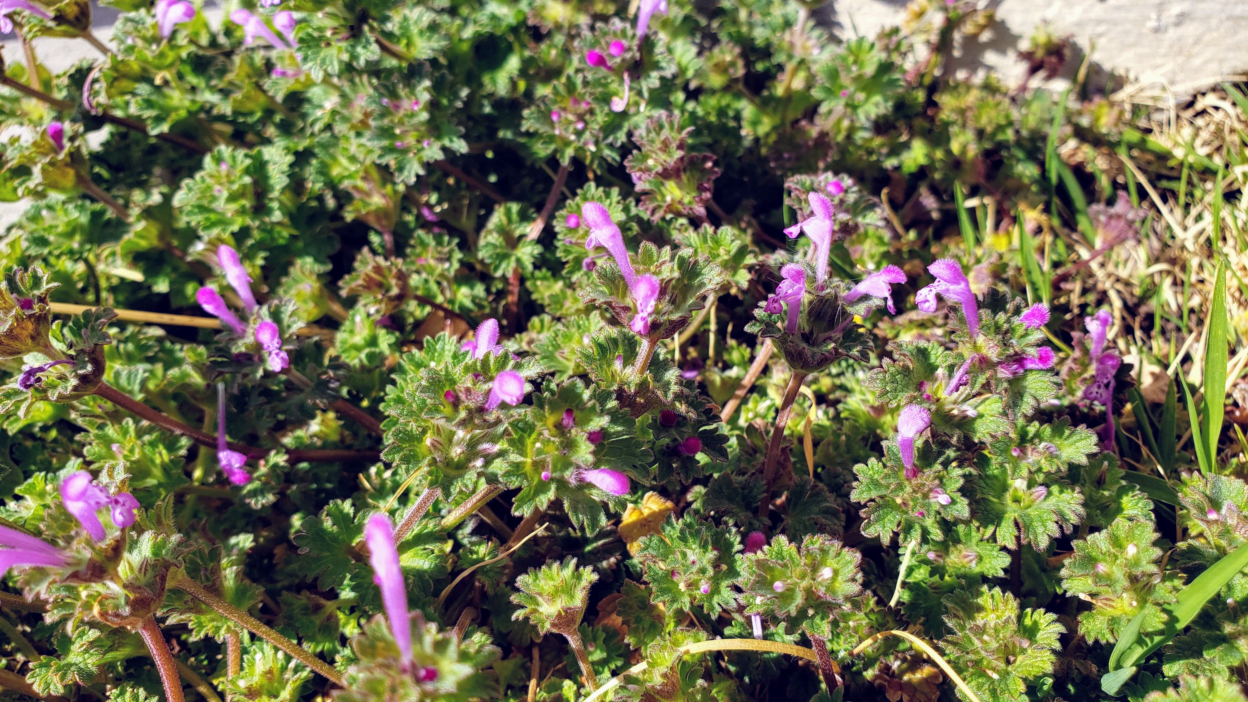 Henbit, a weed with benefits – Central Kansas Lawn & Garden Blog