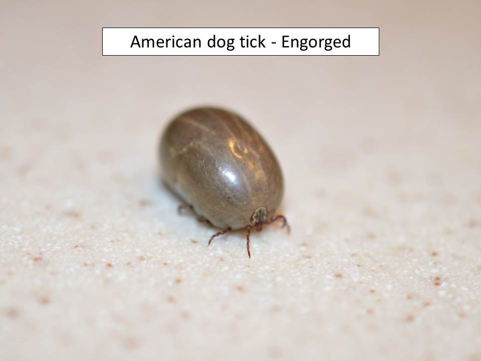 Tick season is here, take precautions – Central Kansas Lawn & Garden Blog