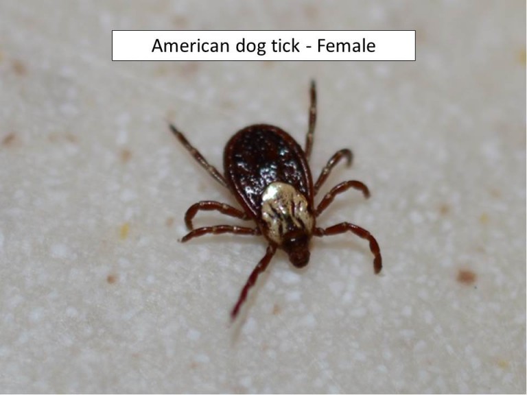 Tick season is here, take precautions – Central Kansas Lawn & Garden Blog