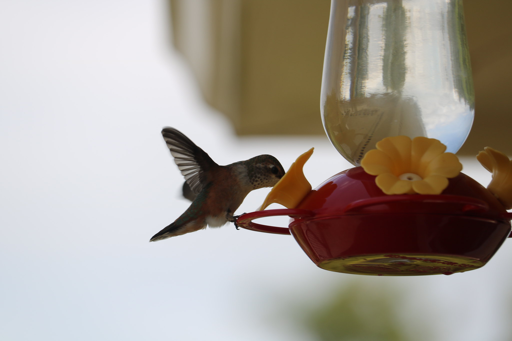 September is a great time to feed hummingbirds – Central Kansas Lawn ...