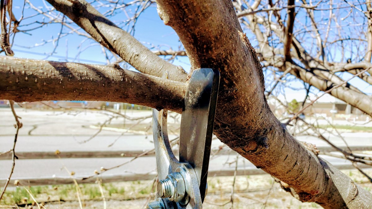 Finish pruning fruit trees and brambles – Central Kansas Lawn & Garden Blog