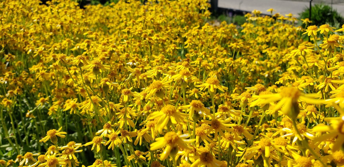 Tips for seeding native wildflowers – Central Kansas Lawn & Garden Blog