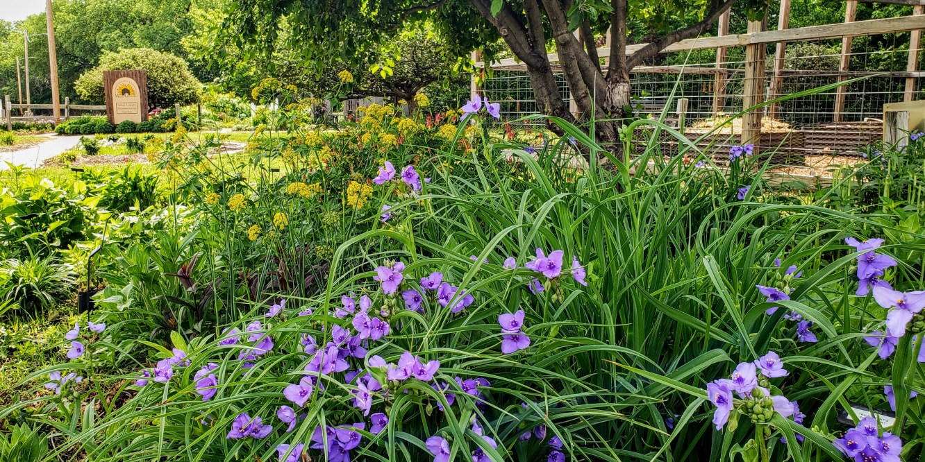 Spring flowers in the native garden – Central Kansas Lawn & Garden Blog