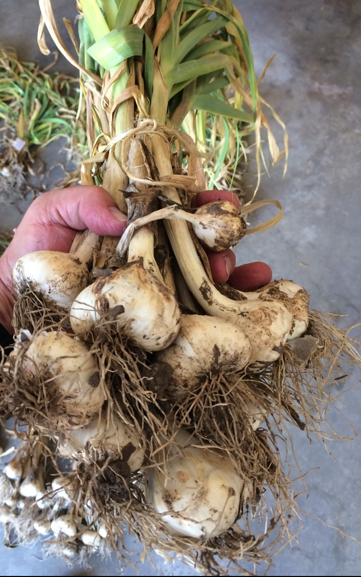 Garlic, healthy for you and easy to grow – Central Kansas Lawn & Garden ...