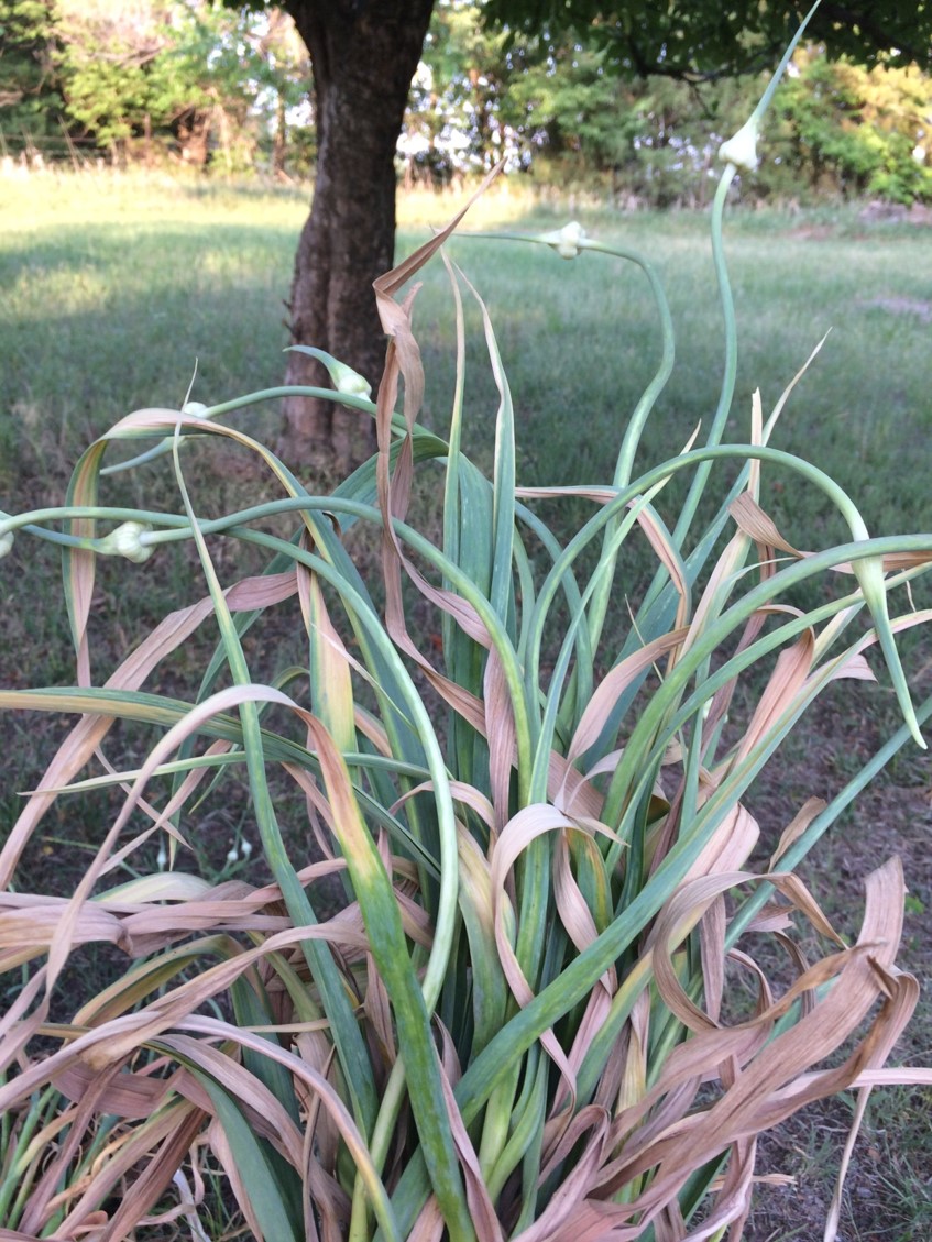 Garlic, healthy for you and easy to grow – Central Kansas Lawn & Garden ...