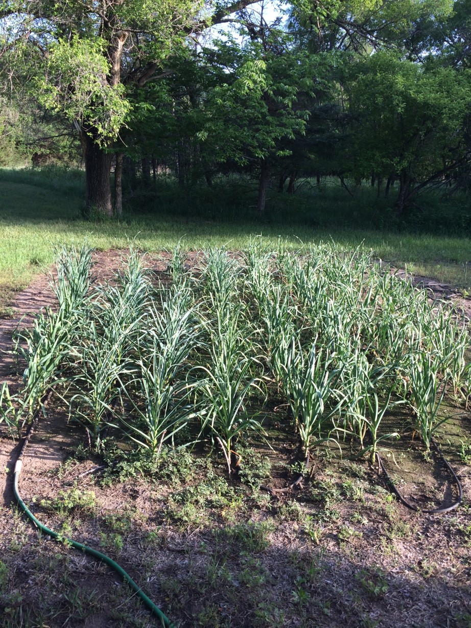 Garlic, healthy for you and easy to grow – Central Kansas Lawn & Garden ...