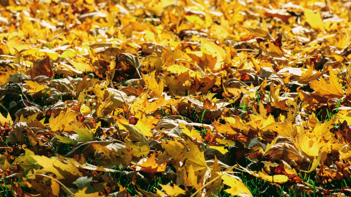 Mow or compost falling leaves – Central Kansas Lawn & Garden Blog