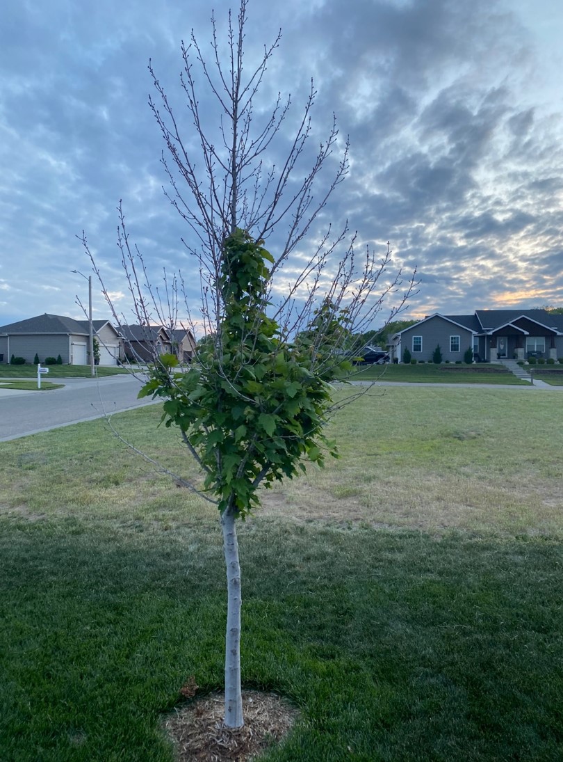 Take action to avoid winter tree injury – Central Kansas Lawn & Garden Blog
