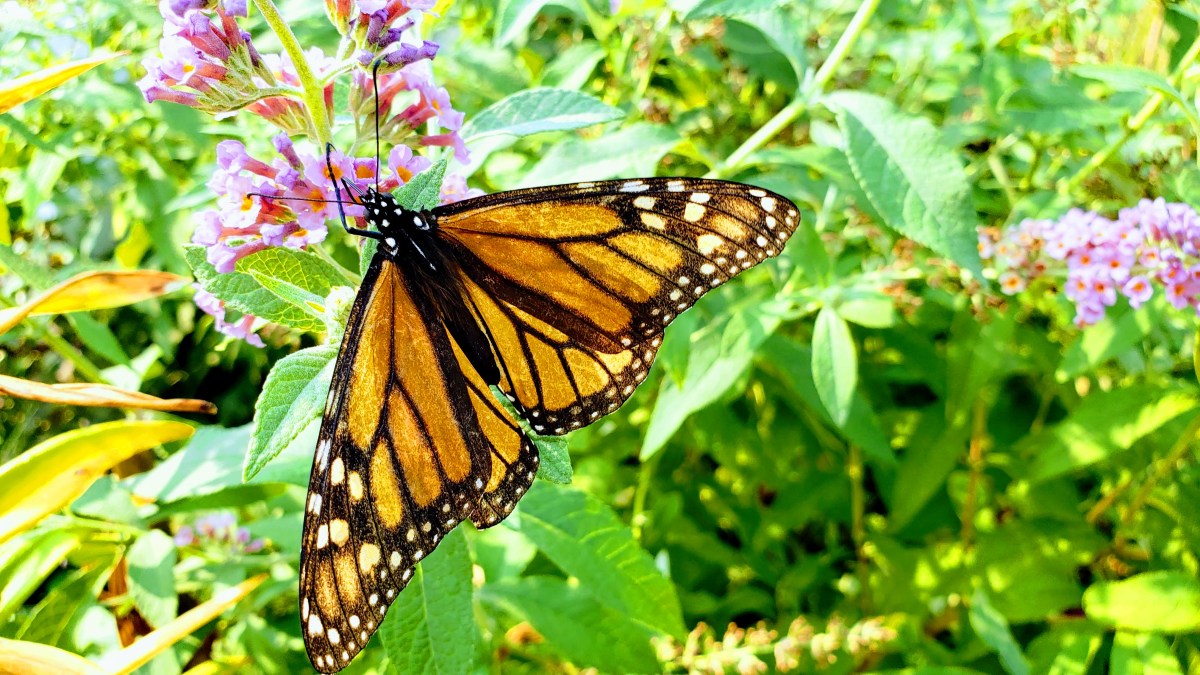 How to build a garden for monarch butterflies – Central Kansas Lawn ...