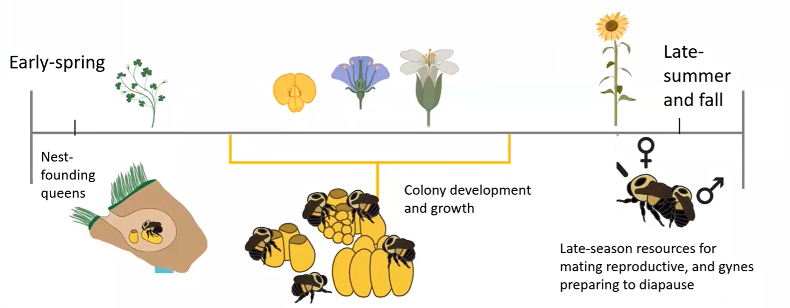 Bumble bees are important pollinators – Central Kansas Lawn & Garden Blog