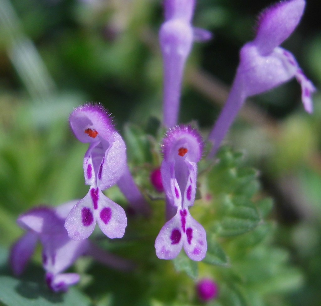 Henbit, a weed with benefits – Central Kansas Lawn & Garden Blog