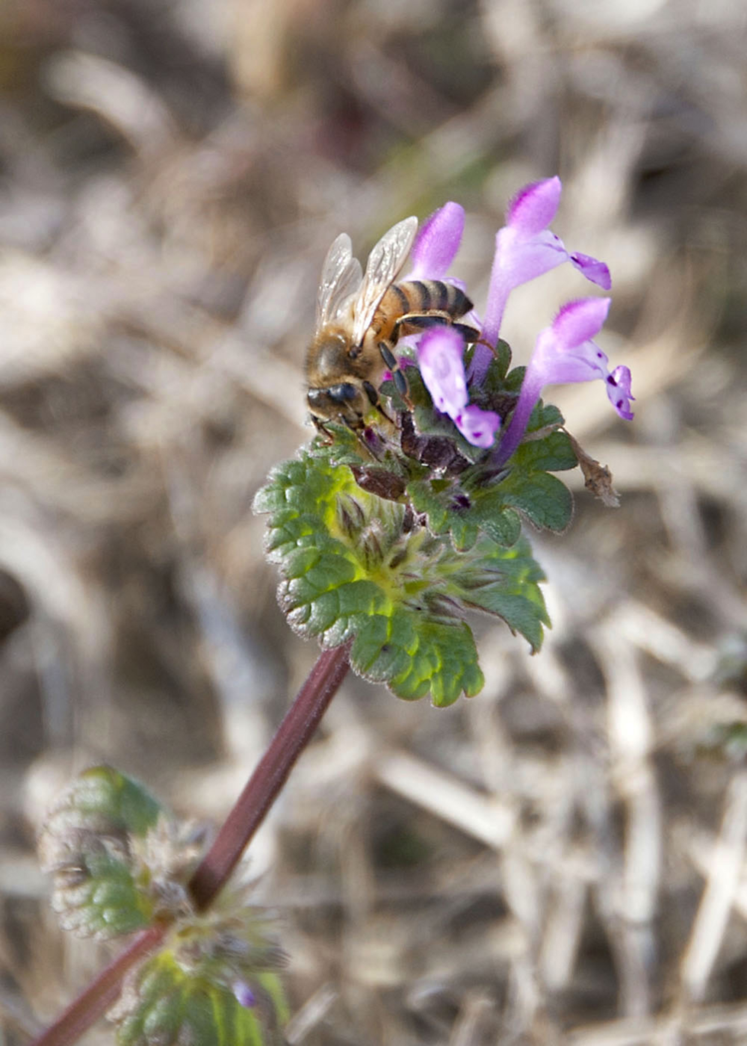 Henbit, a weed with benefits – Central Kansas Lawn & Garden Blog