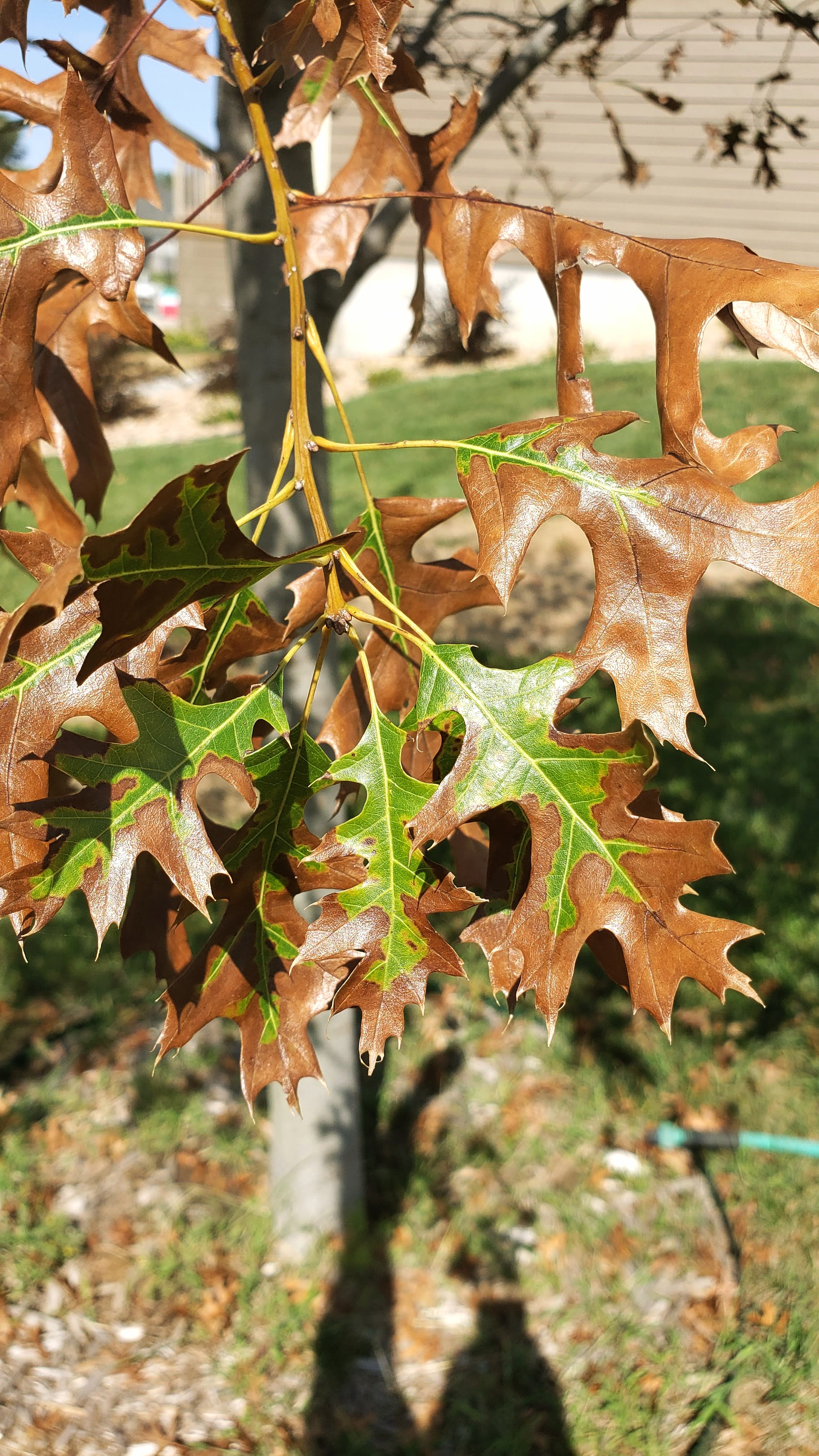 Help plants beat the heat – Central Kansas Lawn & Garden Blog