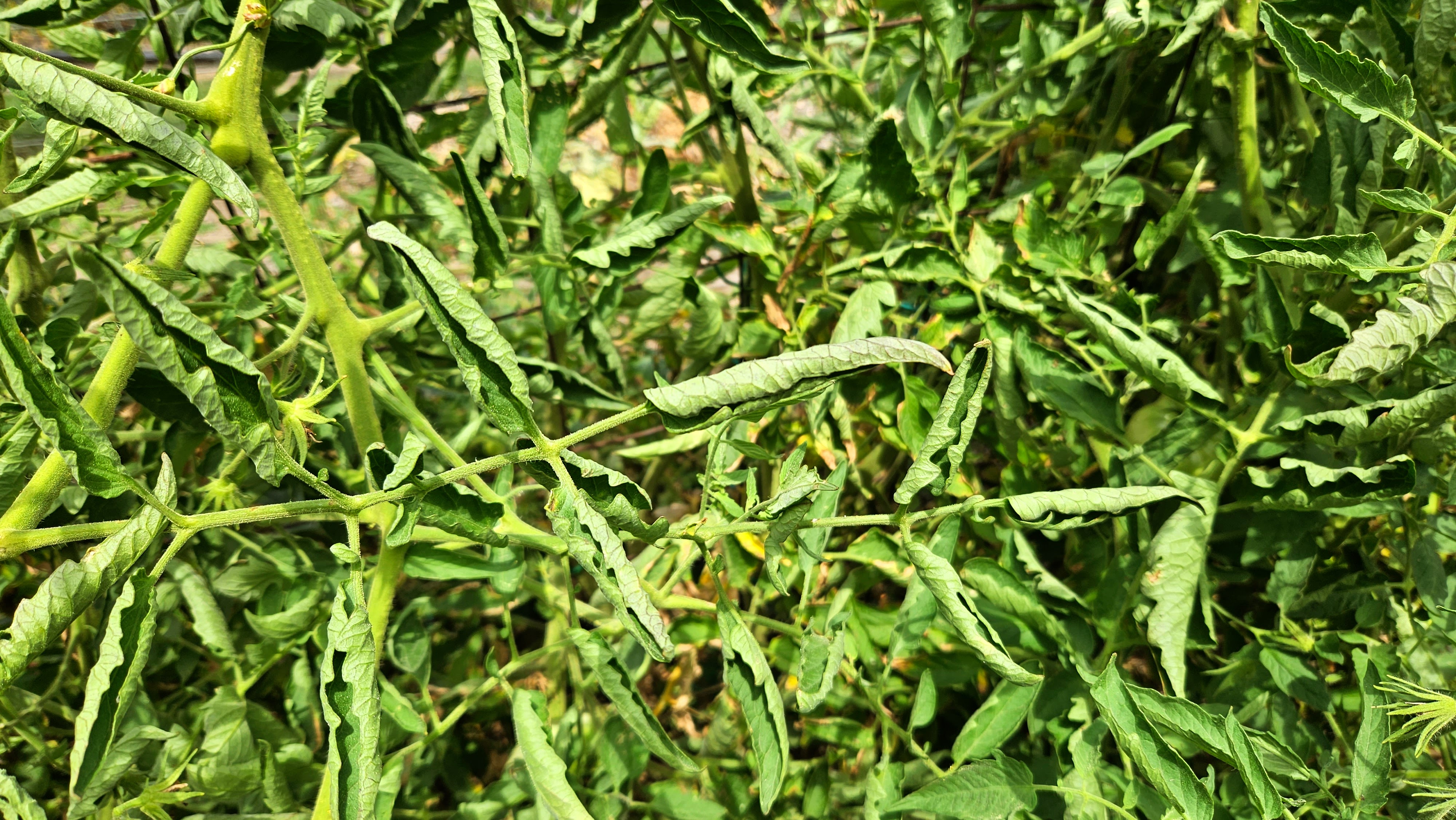 Help plants beat the heat – Central Kansas Lawn & Garden Blog