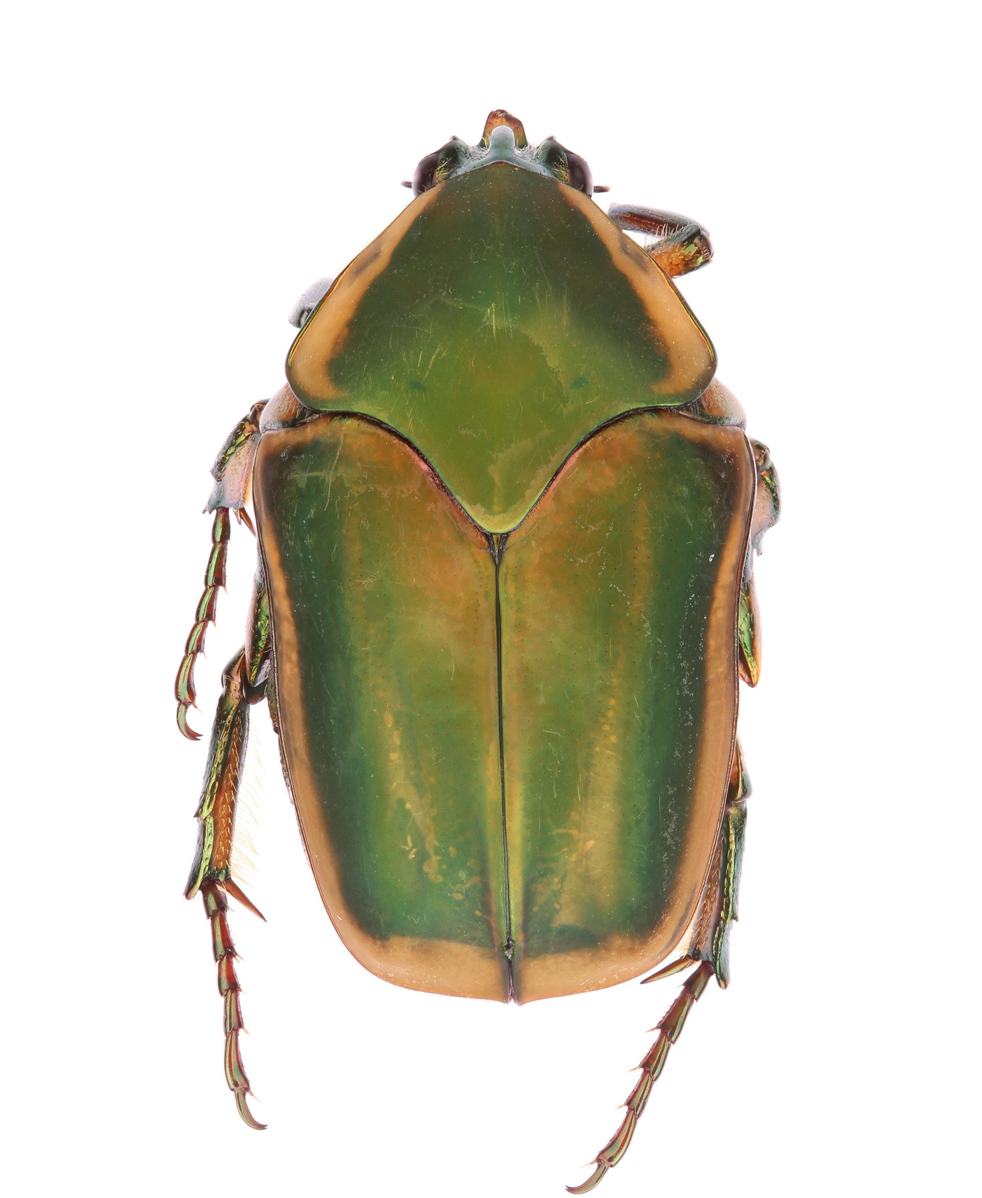 Green June beetles are on the loose – Central Kansas Lawn & Garden Blog