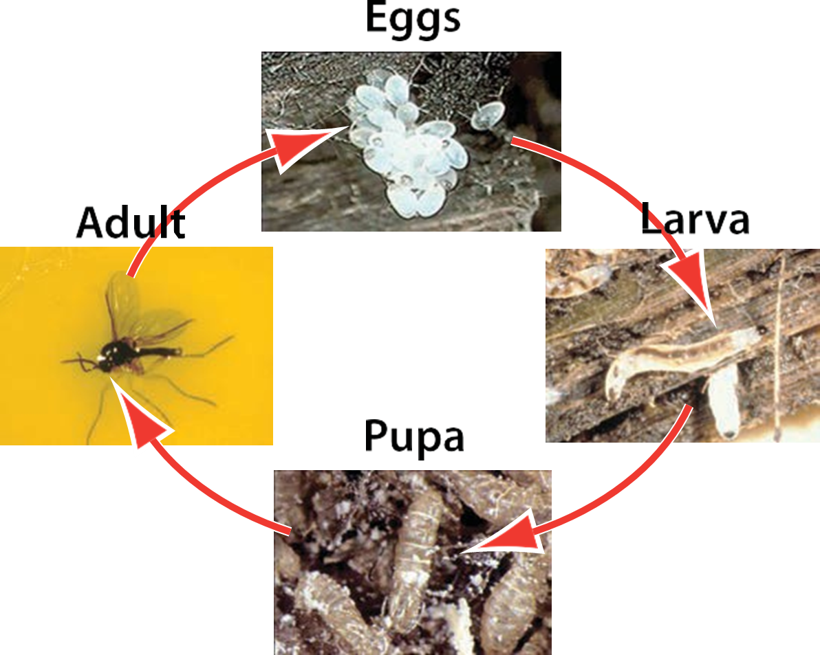 How to deal with gnats in houseplant soil – Central Kansas Lawn ...