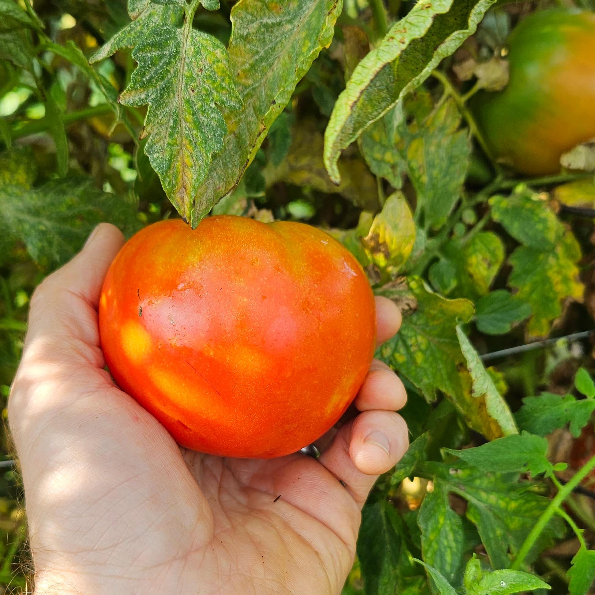 Tomato varieties to try in 2024 – Central Kansas Lawn & Garden Blog