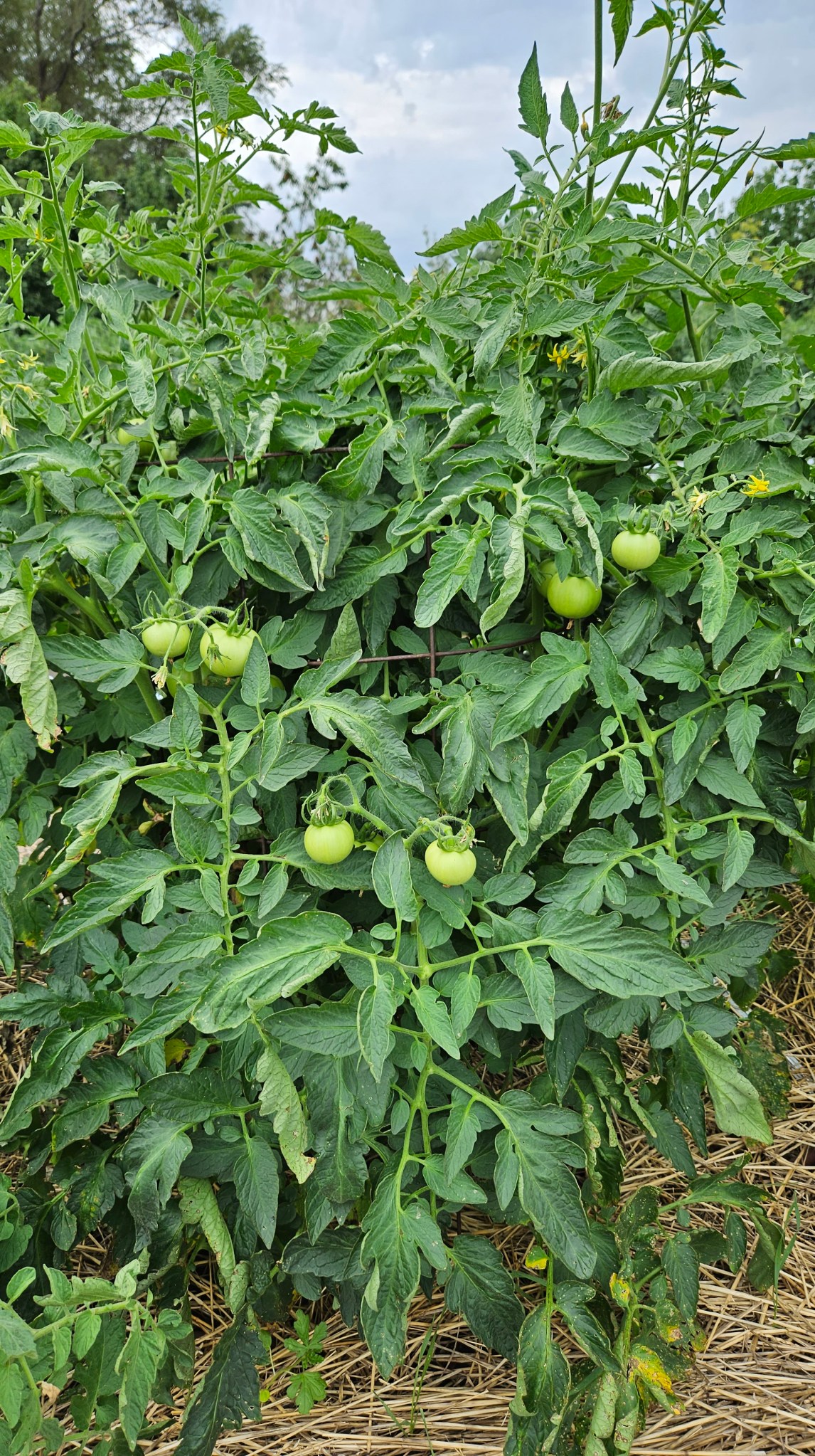 Tomato varieties to try in 2024 – Central Kansas Lawn & Garden Blog