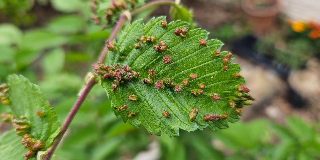 Galls on trees – Central Kansas Lawn & Garden Blog