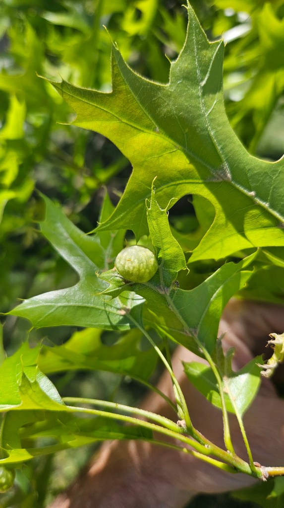 Galls on trees – Central Kansas Lawn & Garden Blog