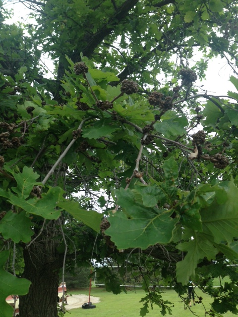 Galls on trees – Central Kansas Lawn & Garden Blog