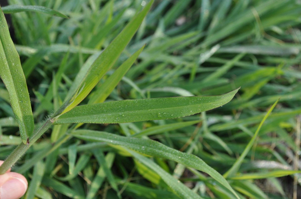 Common Weeds in Central Kansas Lawns – Central Kansas Lawn & Garden Blog