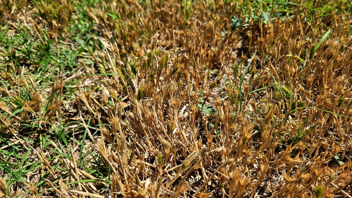 Little barley – Central Kansas Lawn & Garden Blog
