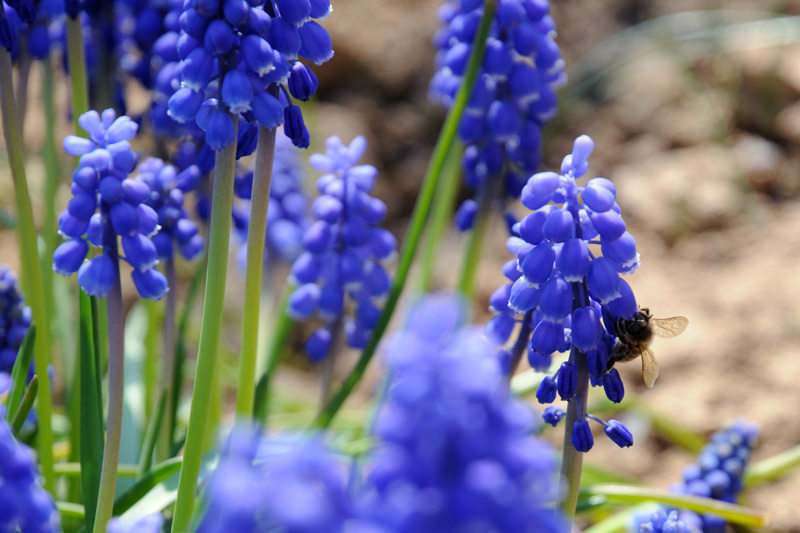 Plant Hardy Bulbs Now to Boost Spring Color and Support Pollinators ...