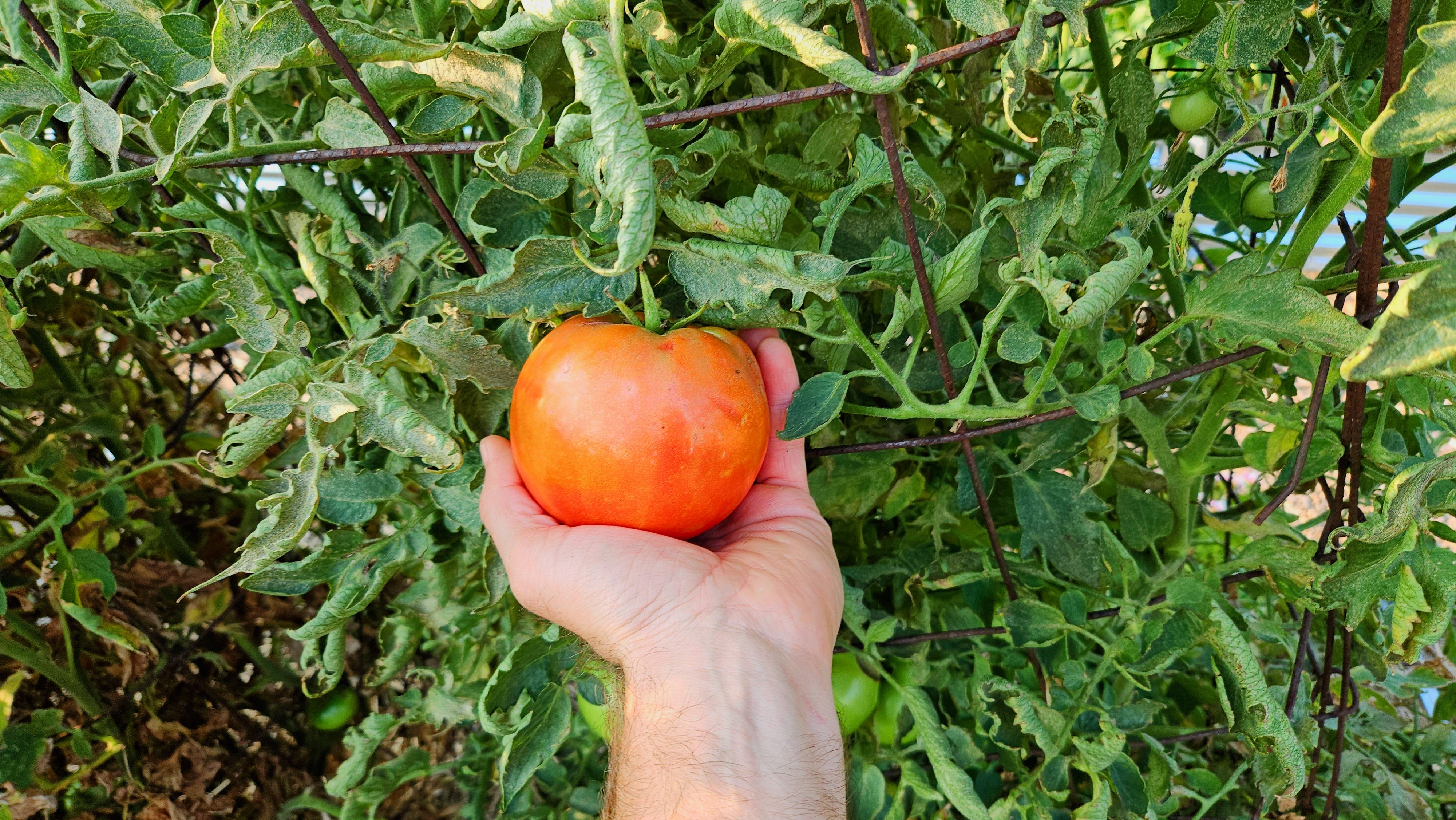 Tomato Varieties to Try in 2025 – Central Kansas Lawn & Garden Blog